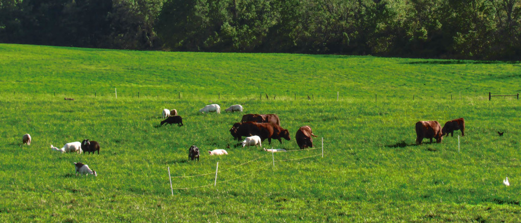 Abiding Acres Farm – Red Devon Cattle – Delavan, WI | Abiding Acres ...