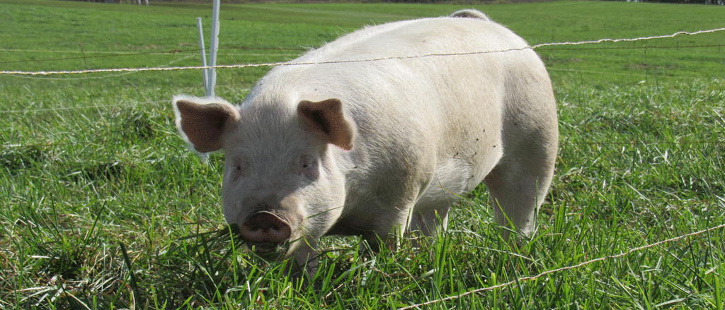 Pork | Abiding Acres Farm – Red Devon Cattle – Delavan, WI