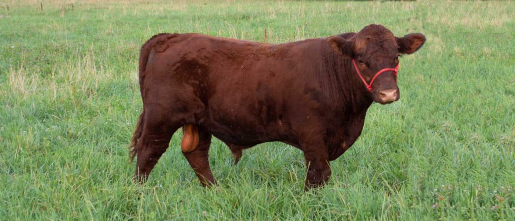 Abiding Acres Farm – Red Devon Cattle – Delavan, WI | Abiding Acres ...
