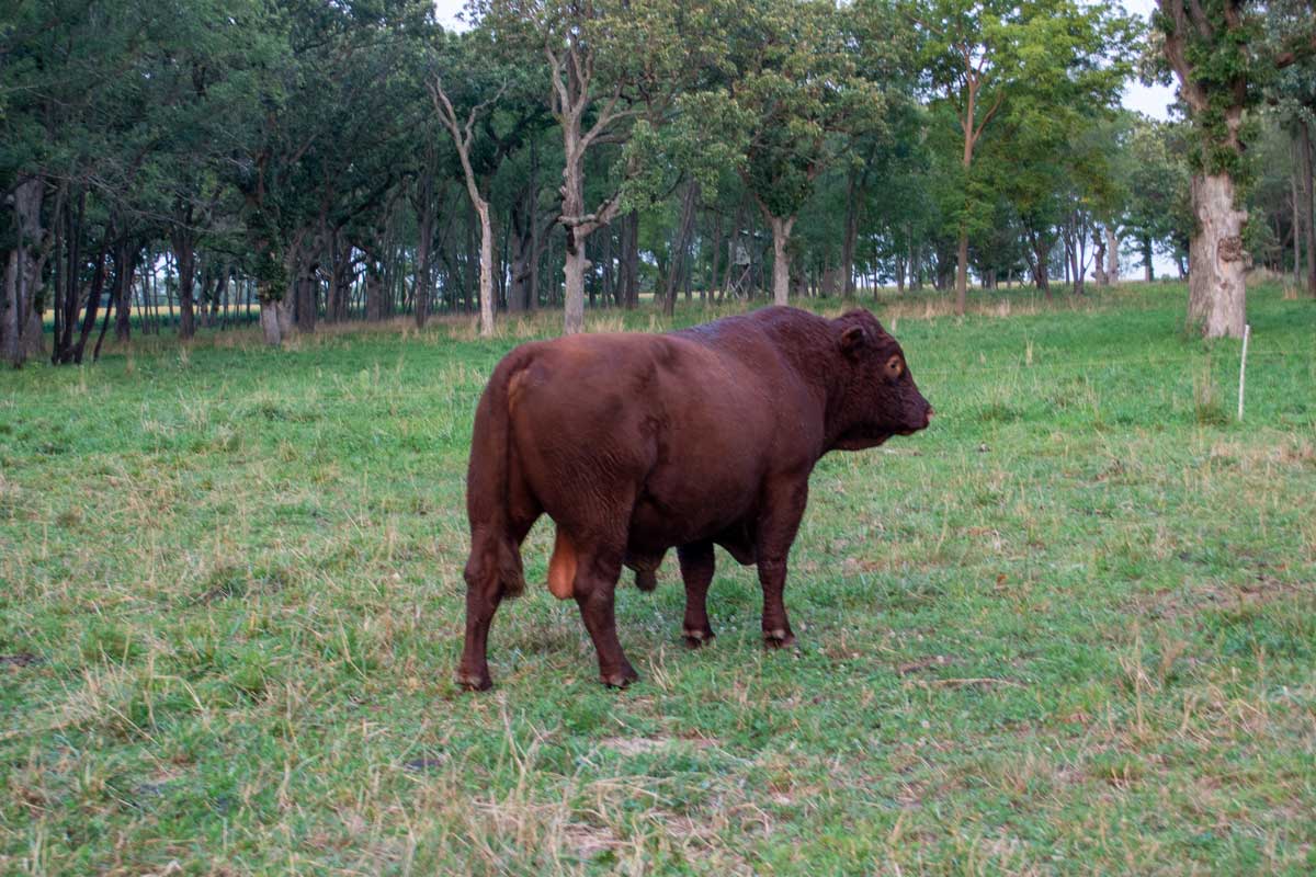 Red Devon Bull Semen – May Special! | Abiding Acres Farm – Red Devon ...