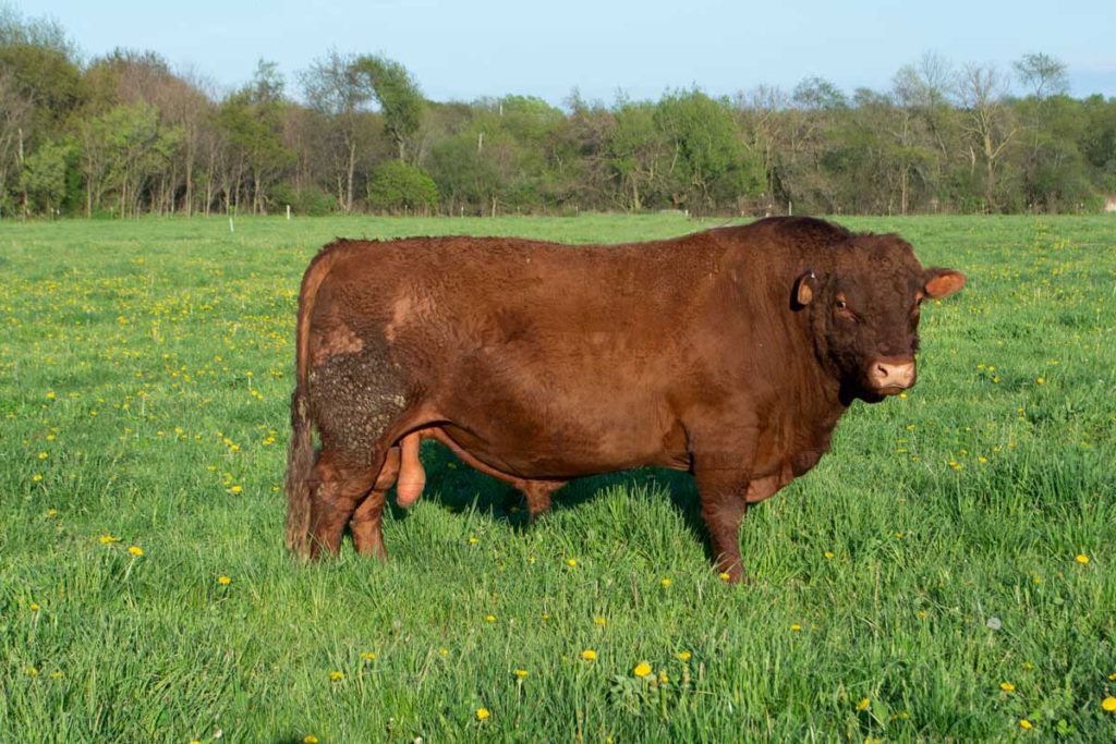 2025 Red Devon Semen Catalog | Abiding Acres Farm – Red Devon Cattle ...