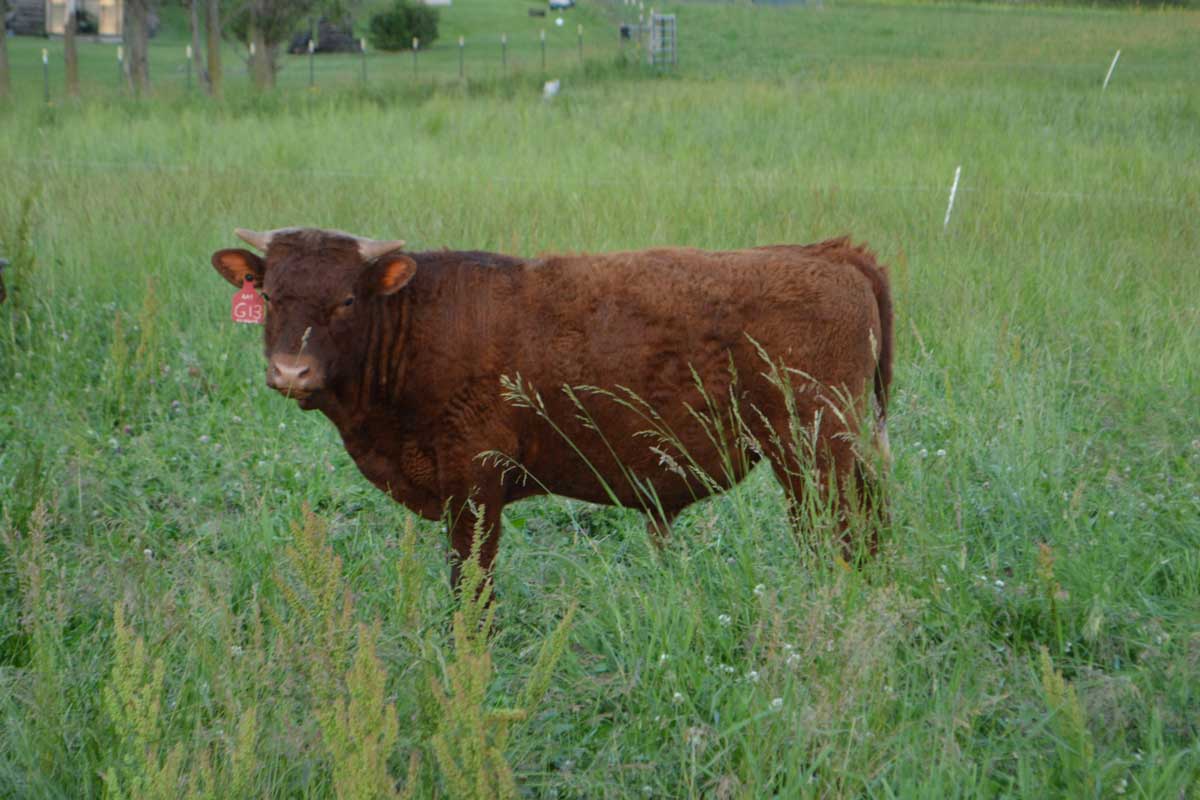 Red Devon Bulls | Abiding Acres Farm – Red Devon Cattle – Delavan, WI