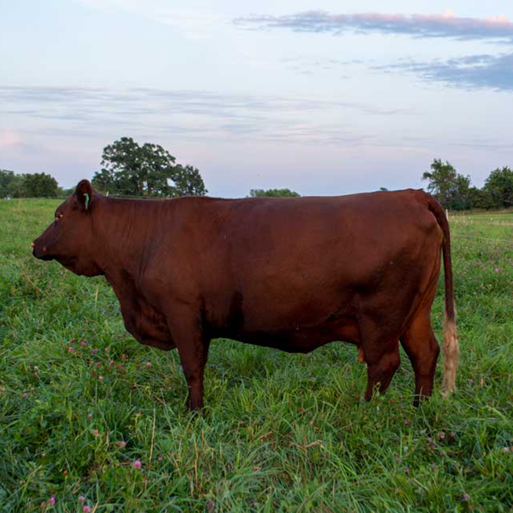 For Sale | Abiding Acres Farm – Red Devon Cattle – Delavan, WI