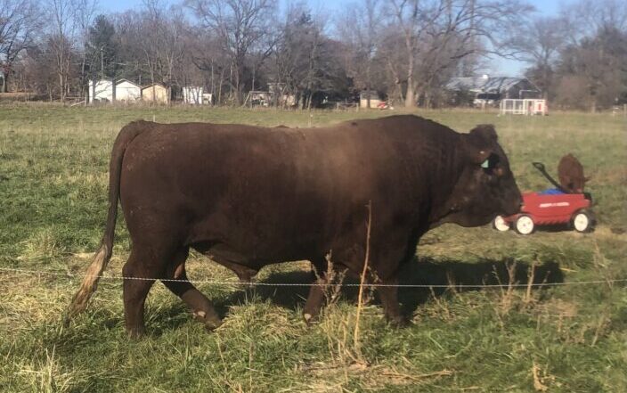 Hillside Jatz Claudius Semen | Abiding Acres Farm – Red Devon Cattle ...