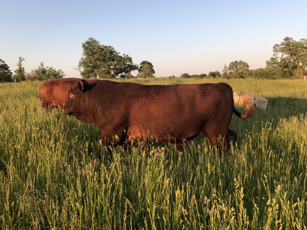 Red Devon Bulls December 2024 | Abiding Acres Farm – Red Devon Cattle ...